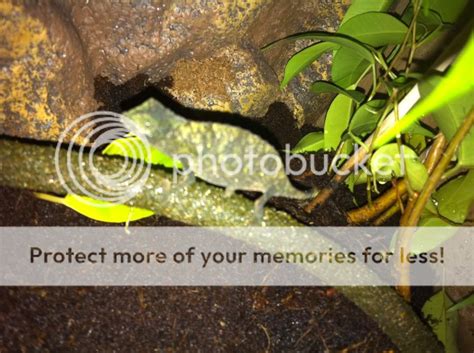 Sex Of Pygmy Cham Please Reptile Forums