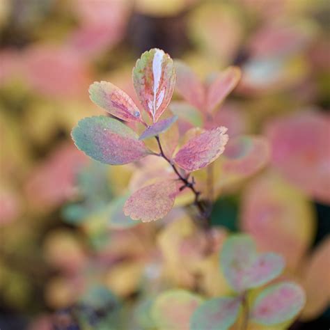 Spiraea Betulifolia Shiny Leaf Spirea Symbiop Garden Shop