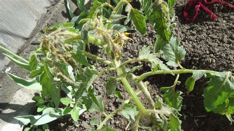 Томат Петруша Огородник Фото Урожайность – Telegraph