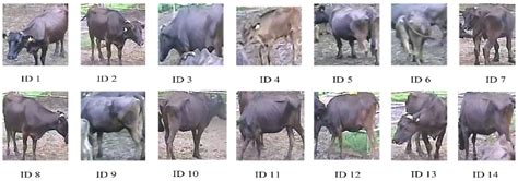 Comparing State Of The Art Deep Learning Algorithms For The Automated Detection And Tracking Of