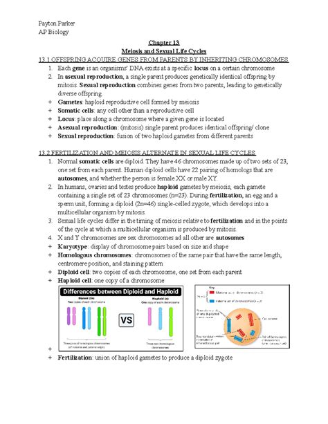 AP BIO UNIT Notes Payton Parker AP Biology Chapter Meiosis And Sexual Life Cycles