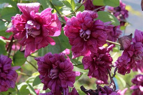 37 Des Meilleures Variétés De Clematis Hardy Coldy Brico Jardin