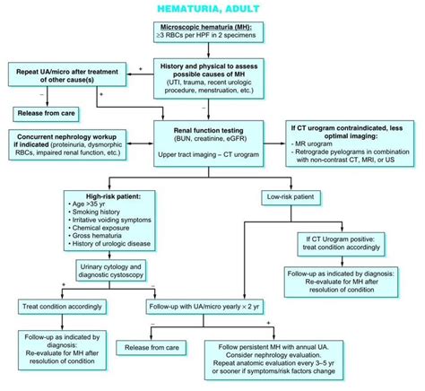 Hematuria Algorithm Nursing School Algorithm Nursing School Nurse