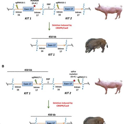Removal Of Duplicated Kit Copy By Crisprcas9 From Single Allele With Download Scientific