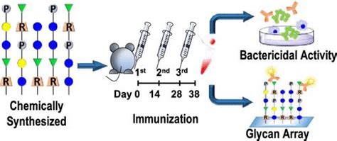 肺炎链球菌血清型6c和6d截短荚膜寡糖的化学合成及其免疫学研究 Acs Infectious Diseases X Mol