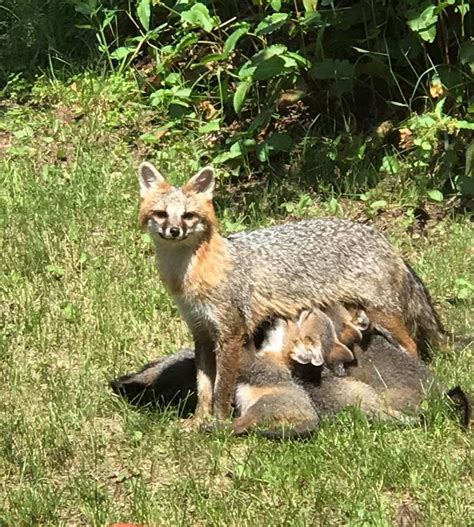 Gray Fox Kit