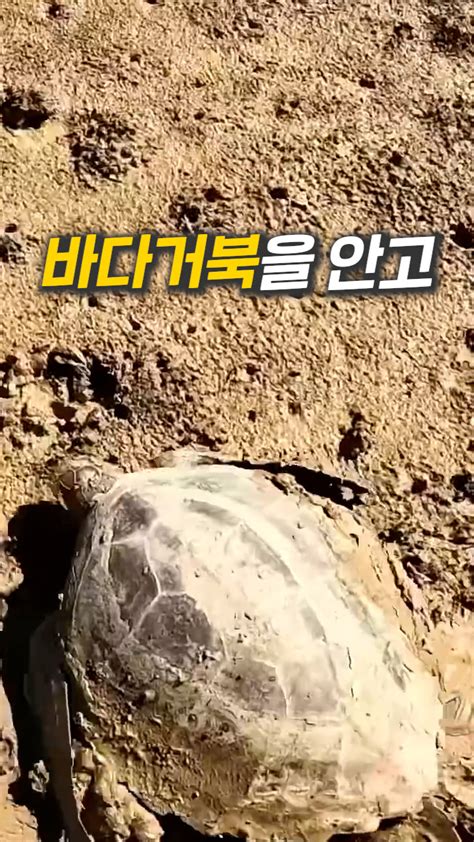 늪에 빠진 바다 거북이를 살린 청년 다음 루프