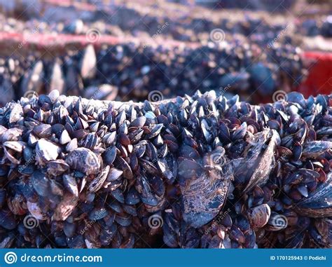 Black Shells Mytilus Galloprovincialis On The Black Sea Shores Stock Image Image Of