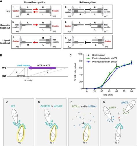 Figures And Data In A Seven Sex Species Recognizes Self And Non Self Mating Type Via A Novel