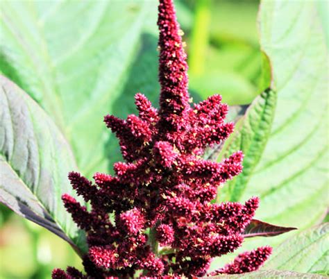 Amaranthus Pygmy Torch Amaranthus Hypochondriacus Seeds