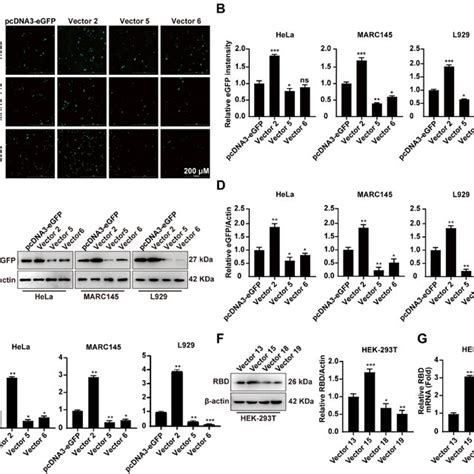The Cmv Enhancer And Ef 1α Core Promoter Combination Increased Protein The Cmv Enhancer And Ef 1α Core Promoter Combination Increased Protein