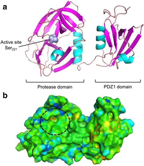 Structural Model Of The Hpylori Htra Monomer The Model Is Based On A Download Scientific