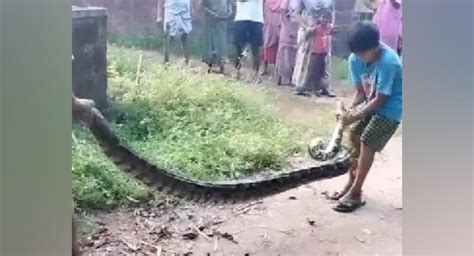 Like Father Like Son Snake Experts 12 Year Old Catches Python With