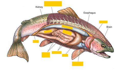 Test 28 Phylum Chordata Internal Anatomy Of Bony Fish Diagram Quizlet