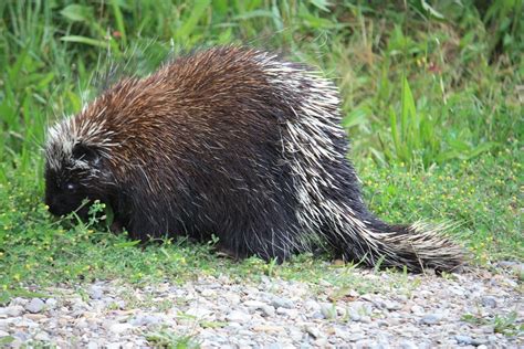 Canadian Porcupine Free Photo On Pixabay