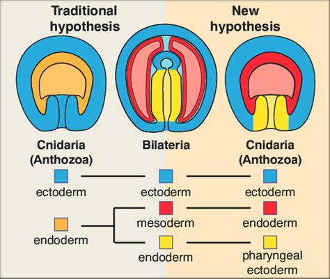Traditional And New Hypothesis Of Germ Layer Homology Marker Gene