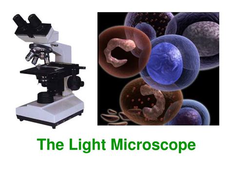 PPT The Light Microscope PowerPoint Presentation Free Download ID 2332804