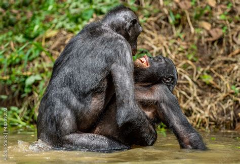 Bonobos Having Sex In The Water Scientific Name Pan Paniscus Earlier