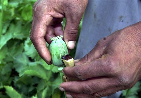 سازمان ملل حمایت از معیشت جایگزین برای کشت خشخاش در افغانستان، حیاتی است