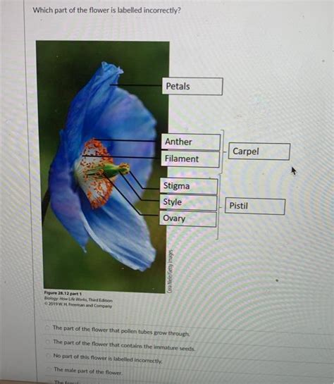 Solved Which part of the flower is labelled incorrectly? The | Chegg.com