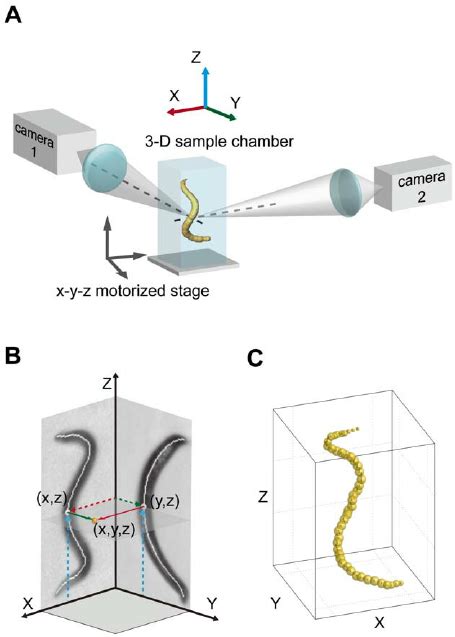 The Principle Of The 3 D Worm Tracker 3dwt A Experimental Scheme