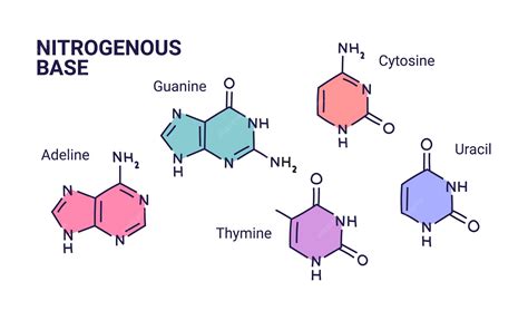 Premium Vector Vector Illustration Of Nitrogenous Base Molecules Types Adeline Thymine Guanine