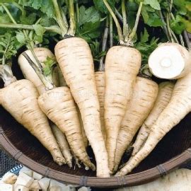 PARSNIP TOP Seeds 100 NON GMO Heirloom Organic Seeds