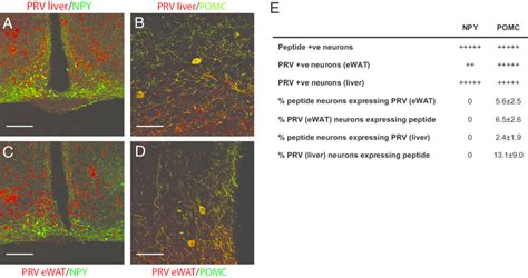 Involvement Of Arc Npy And Pomc Neuronal Populations In Output Pathways