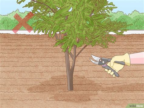 Prune A Leyland Cypress For Fast Height And Thick Growth