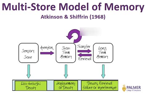 Learning And Memory Exam 1 Diagram Quizlet