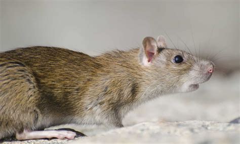 Rat Quiz Test Your Knowledge Of These Interesting Creatures A Z