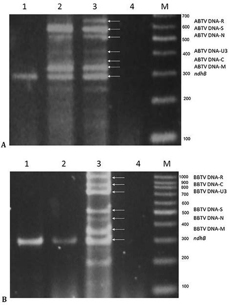 Optimization Of Multiplex Pcr Primers Targeting The Dna S Dna C Download Scientific Diagram