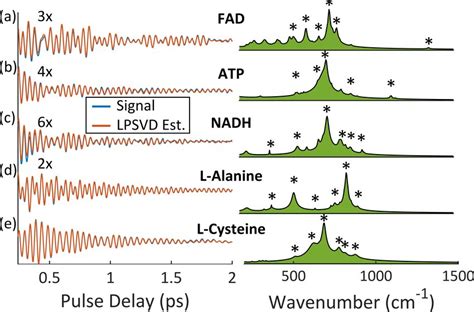 Time Resolved Raman Spectra Of Biological Molecules Measured With Rfdr