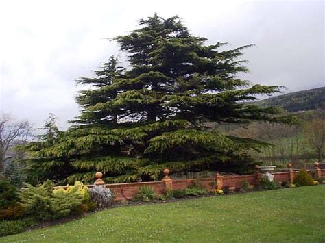 Cedrus Libani Cedar Of Lebanon Identification Guide