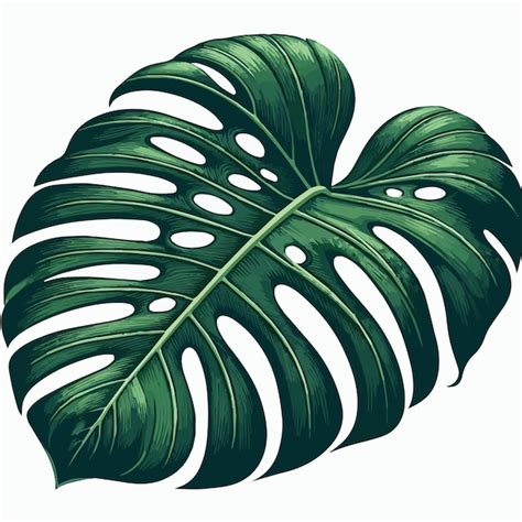 Premium Vector Monstera King Leaf Vector Illustration Isolated