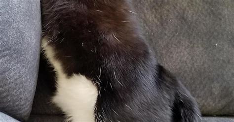 Caturday Ft Bene Gesserit Album On Imgur