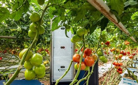 Yield Prediction In Vine Tomatoes Towards One Robot For All Tomato