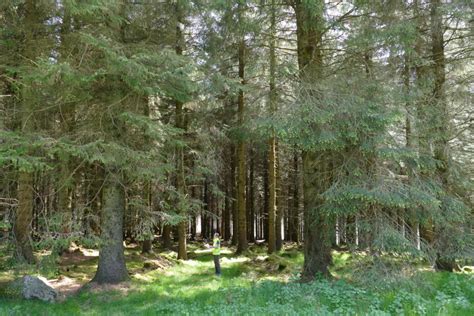 A Beginners Guide To Continuous Cover Forestry Coillte