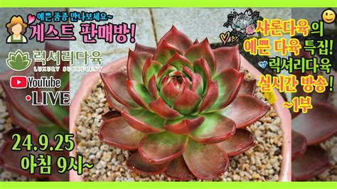 럭셔리다육 게스트방송 🏵샤론다육🏵과 함께하는 럭셔리한 아침 24년 9월 25일 럭셔리다육 다육이 실방에 초대합니다 럭셔리다육 안성 안성다육농장 Youtube