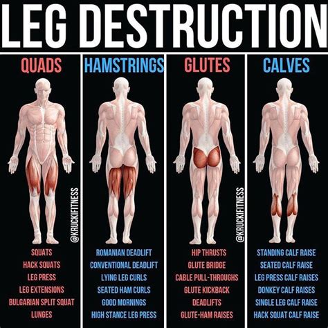 Quadriceps And Hamstrings