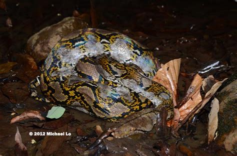 The Rainforests Of Borneo And Southeast Asia Reticulated Python From Semada
