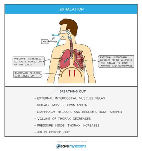 AQA A Level Biology复习笔记3 2 6 Ventilation Gas Exchange 翰林国际教育