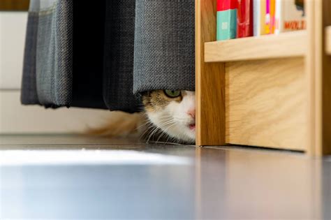 hidding vs hiding which is correct