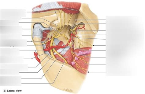 Infratemporal Region Vasculature Lateral View Diagram Quizlet