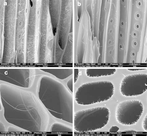 Micrographic Features Of Residual Char Of Pf Treated Wood After Cone