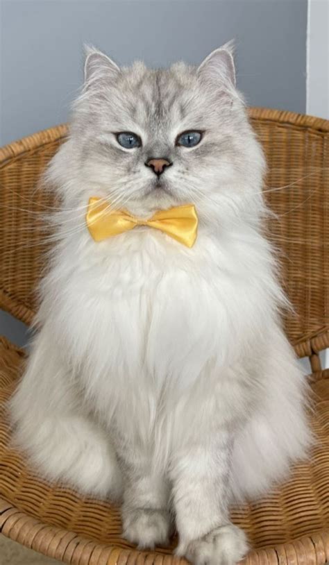 Создать мем персидский кот невская маскарадная кошка Cat Картинки Meme