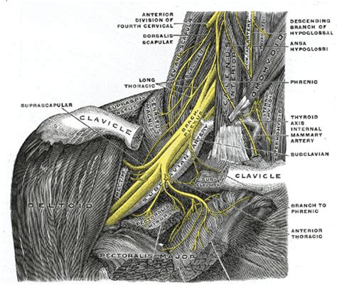 Brachial Plexus Anatomy Orthobullets