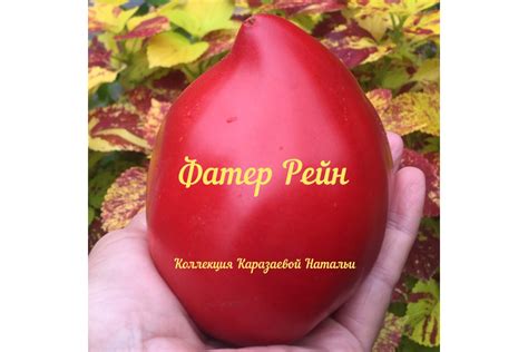 Томат Фатер РЕЙН(Vater Rhein) 5шт