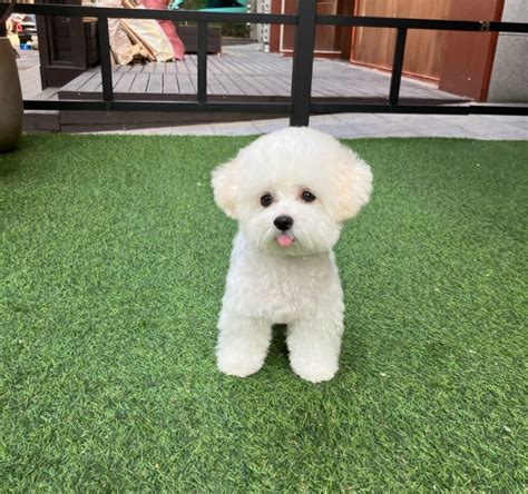 싸개싸개 무료강아지분양사이트