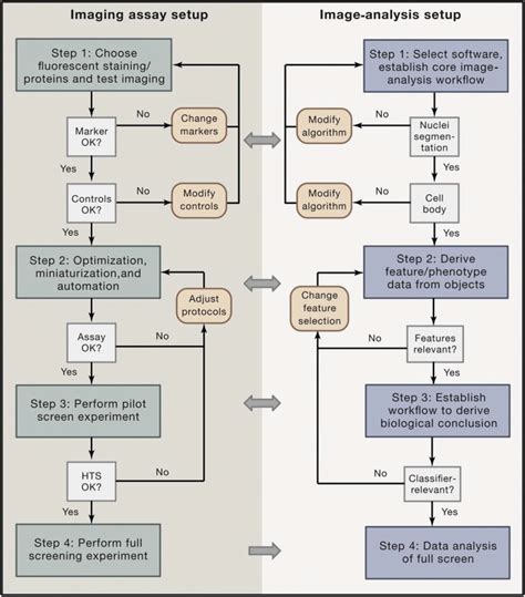 Workflow For Assay Development And Image Analysis For Hci Proposed By Download Scientific